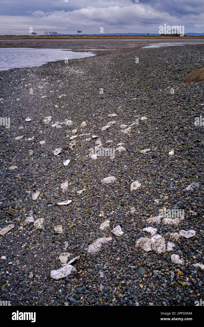 Wild oyster shells lie exposed on rocky beach in a saltwater lagoon ...