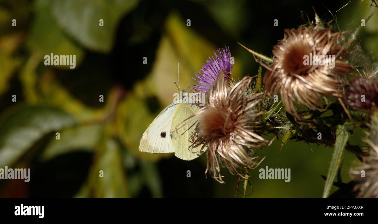 Spiracle butterfly hi-res stock photography and images - Alamy