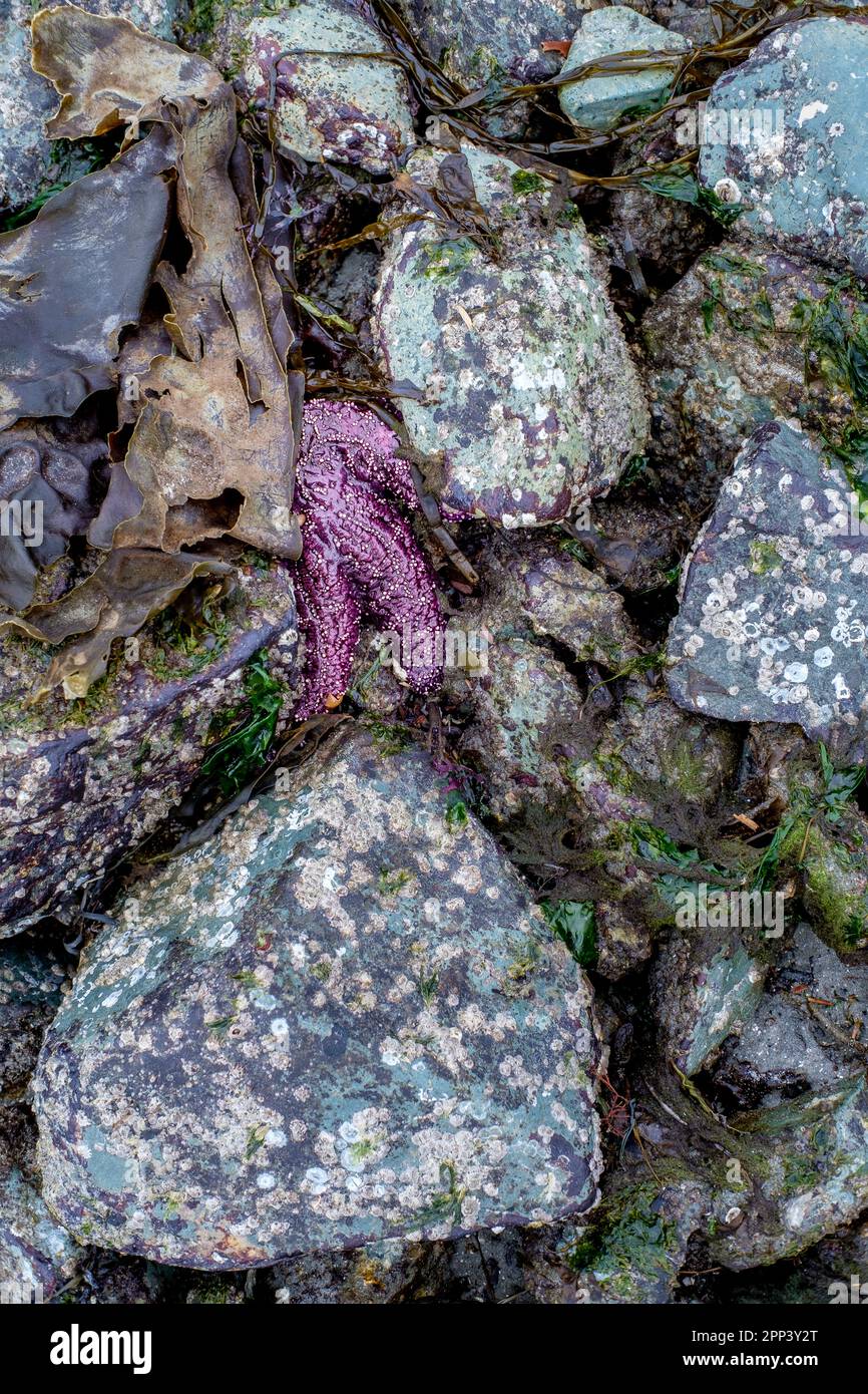 A purple Ochre seastar lies safely tucked in between colourful rocks ...