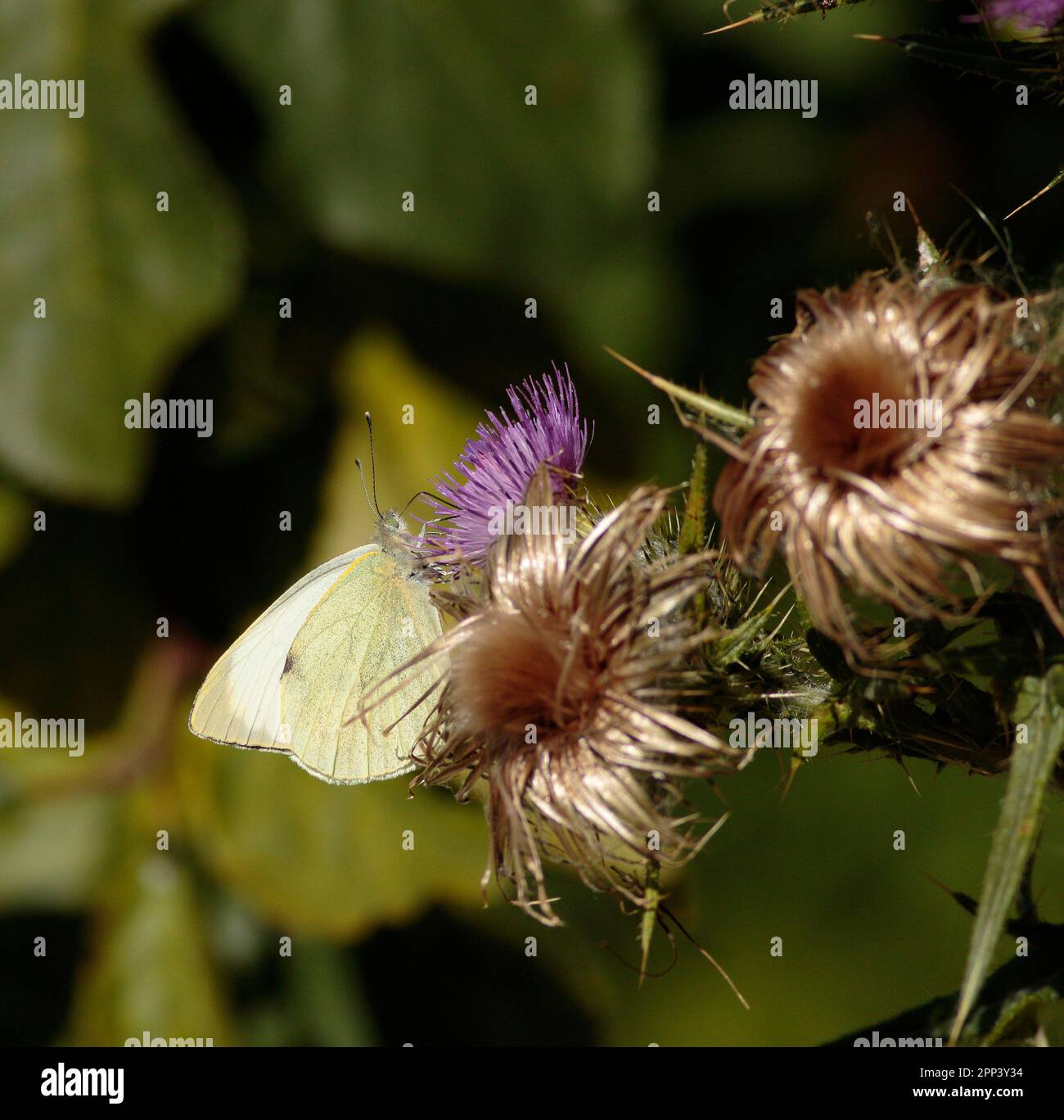Life source of insects hi-res stock photography and images - Alamy