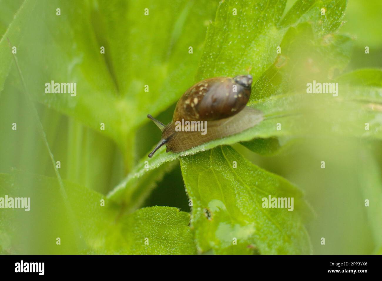 Shell of clcium hi-res stock photography and images - Alamy