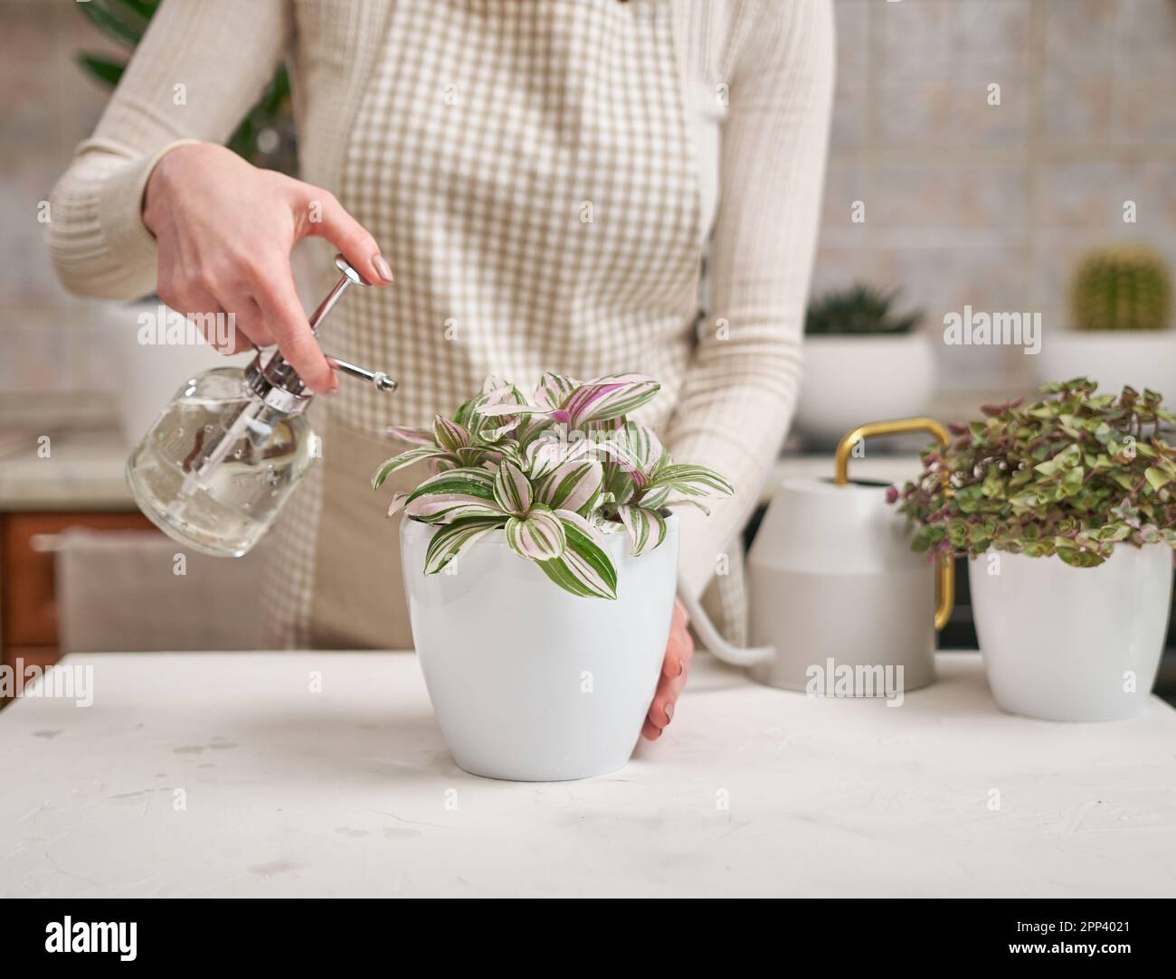 woman spraying tradescantia pink clone potted house plant in a pot ...