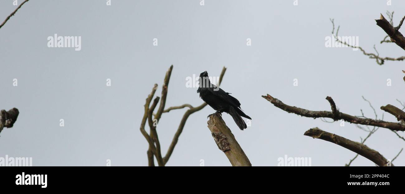 Raven feeding uk hi-res stock photography and images - Alamy