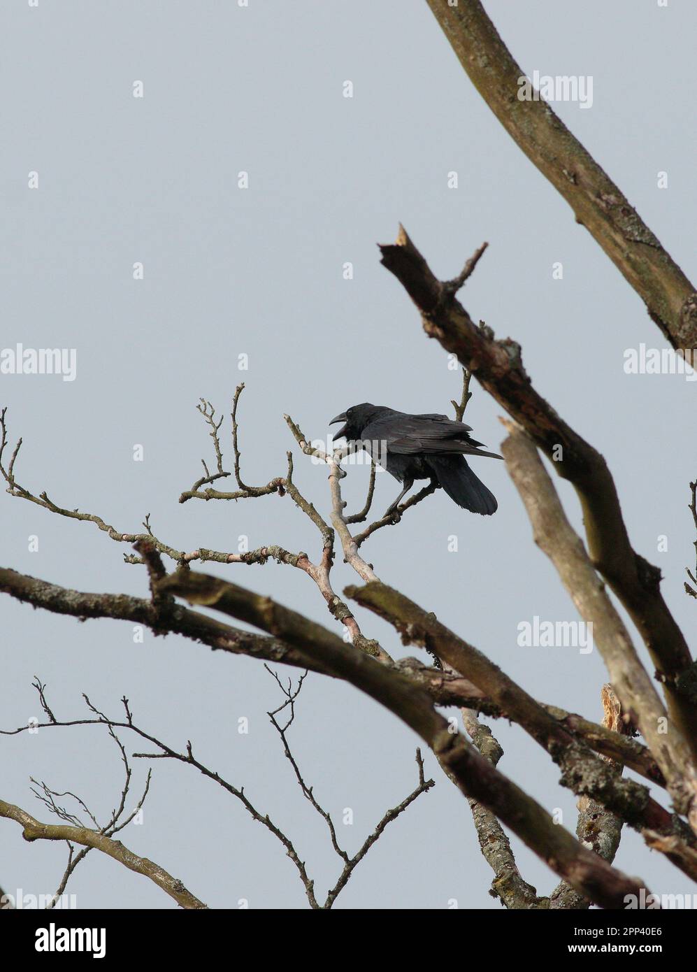 Spirit raven hi-res stock photography and images - Alamy