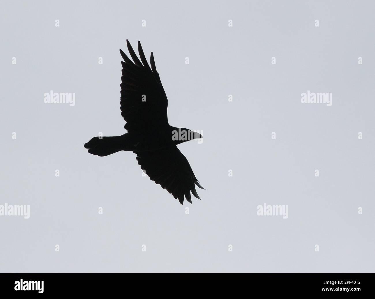 Raven ireland hi-res stock photography and images - Alamy