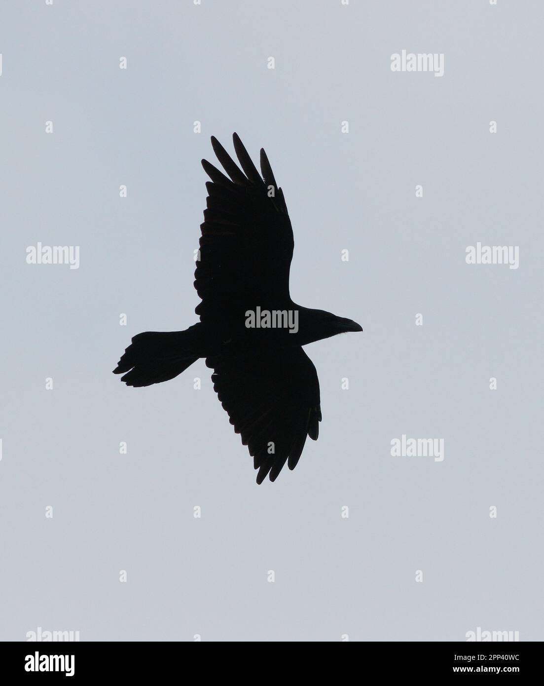 Spirit raven hi-res stock photography and images - Alamy