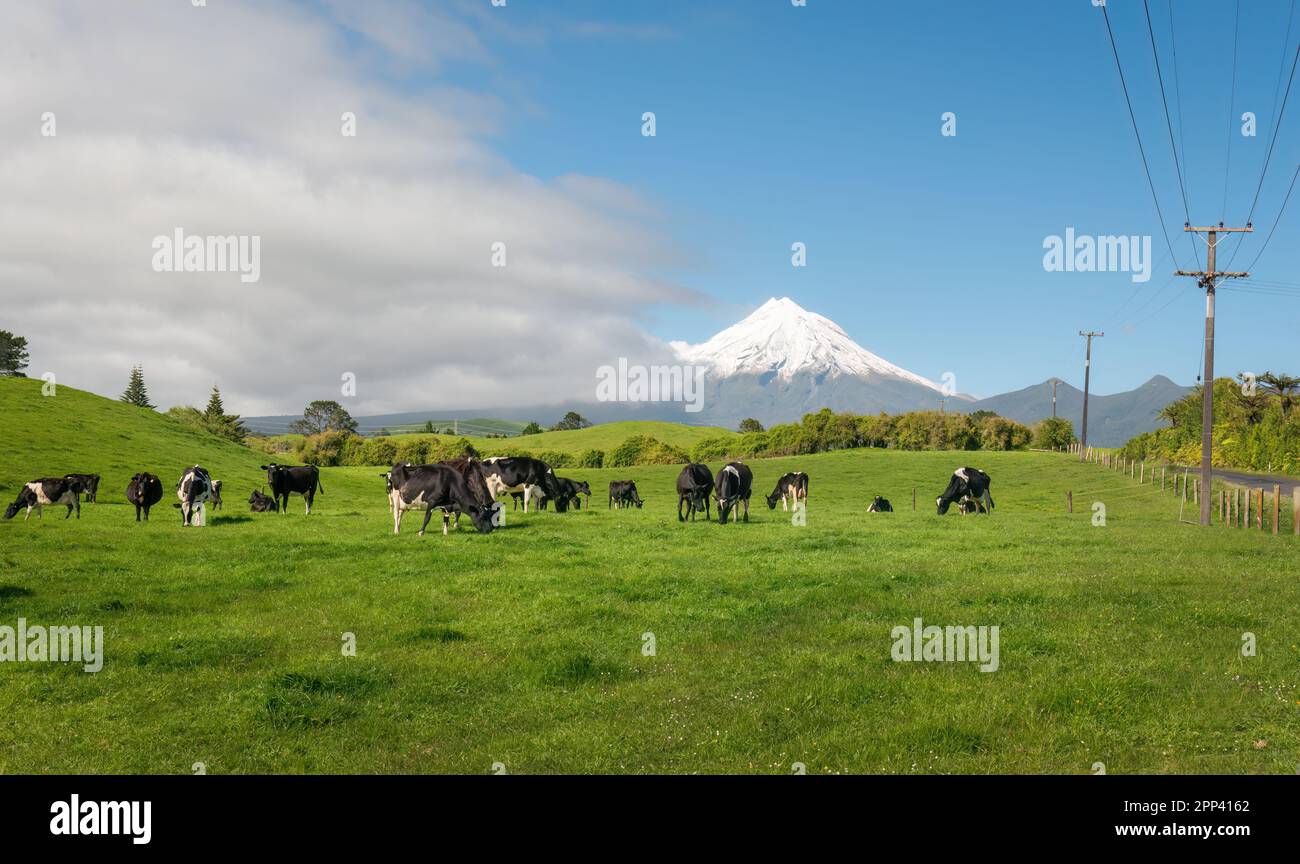 Cows grazing on the green paddock with Mt Taranaki in the distance ...