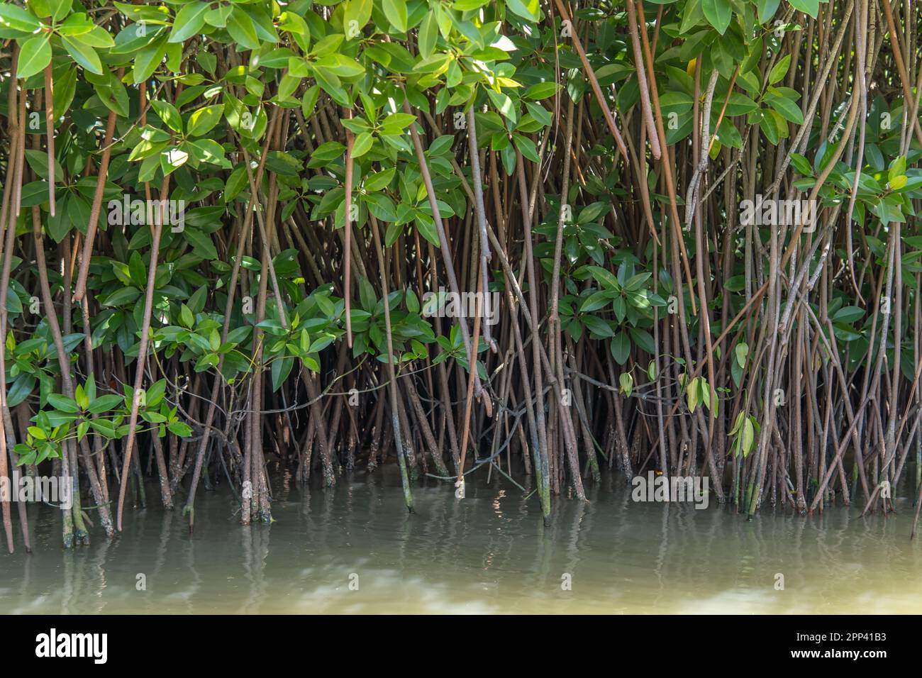 Mangrove trees' aerial roots extend above the water's surface and delve ...