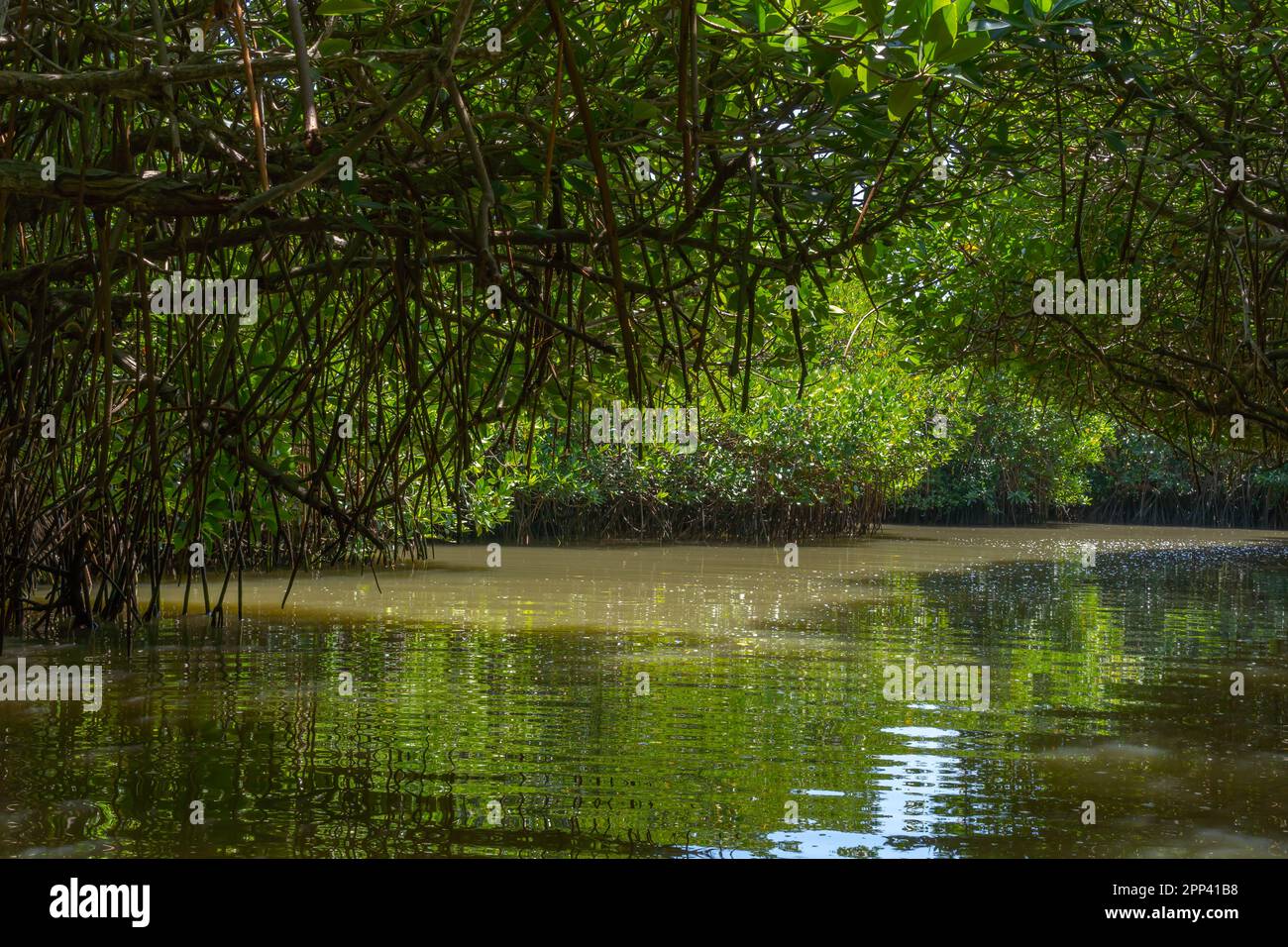 Mangrove arch hi-res stock photography and images - Alamy