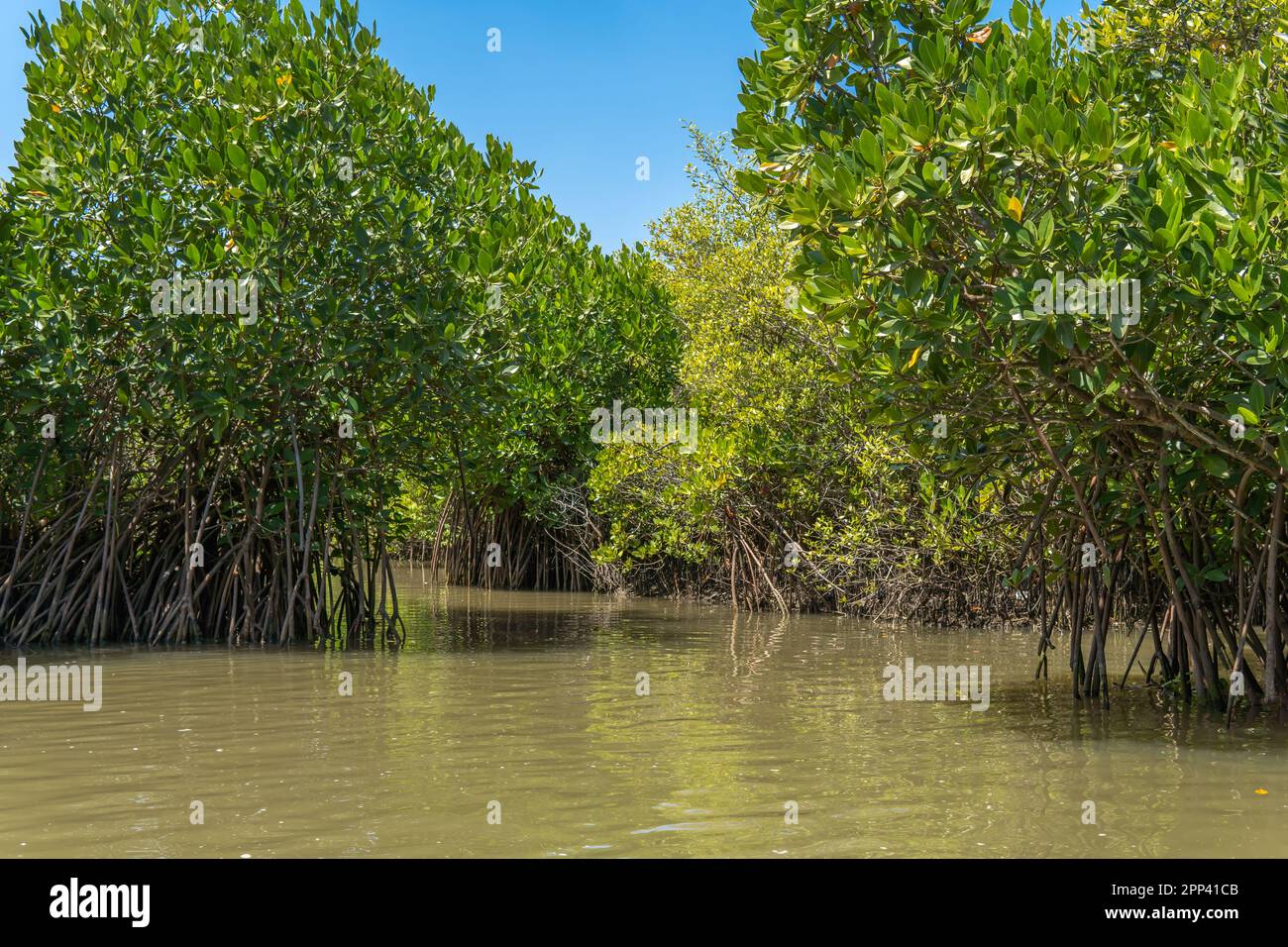 Narrow waterway in a dense mangrove forest. Aquatic forest adventure ...