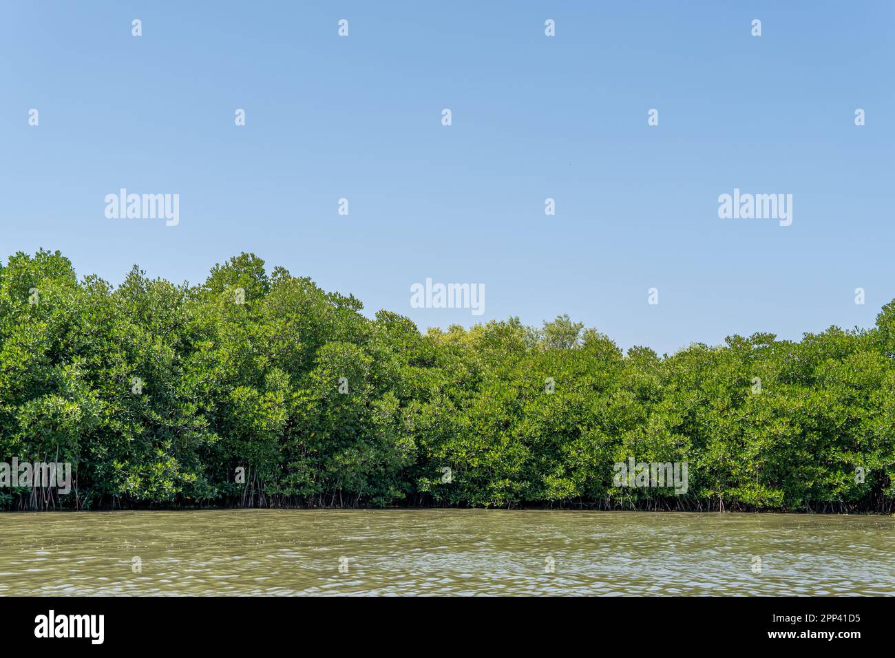 Mangrove forest canopy in a straight line with water under it and sky ...
