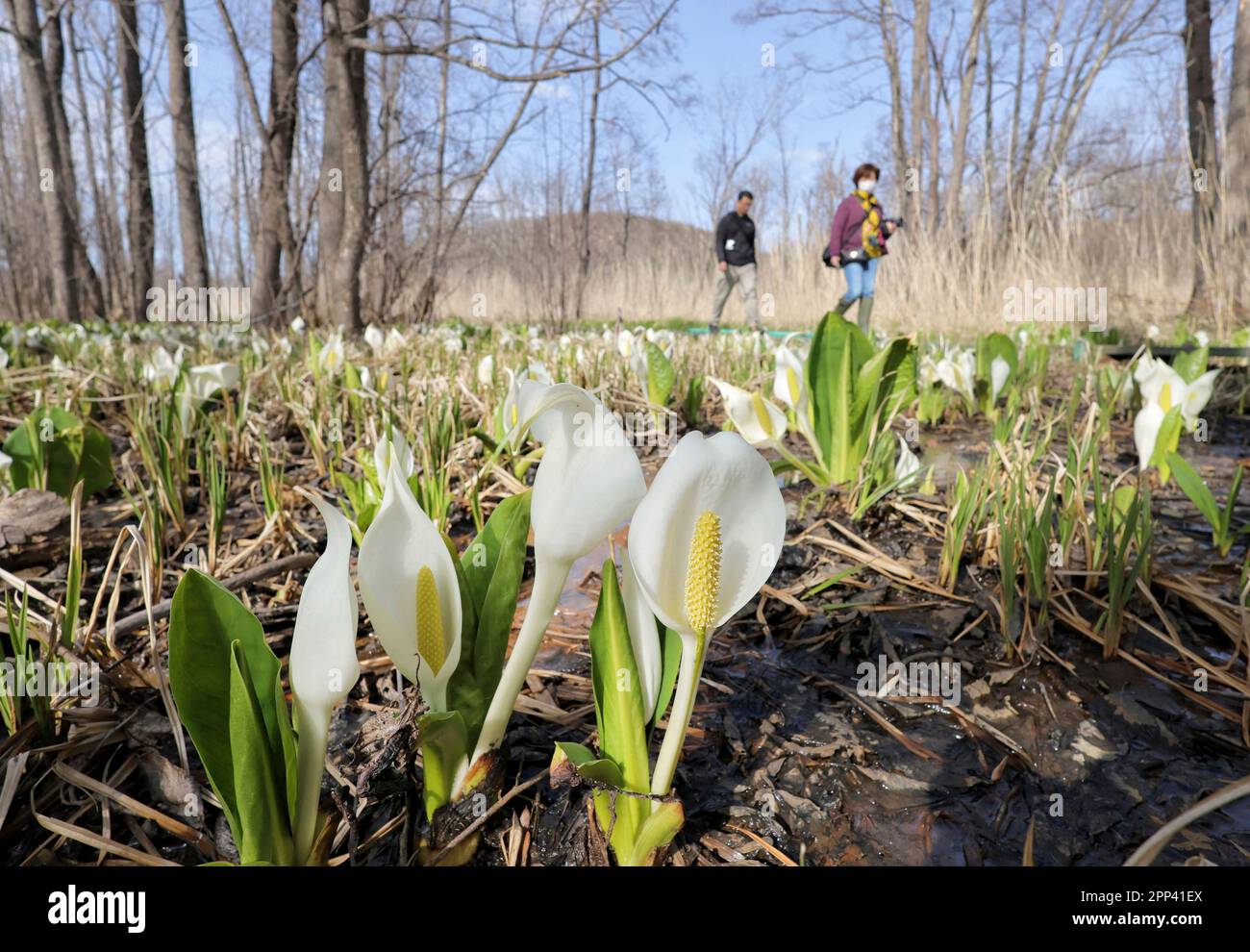 Visitors view skunk cabbage flowers in full bloom at Lake Abashiri, an ...