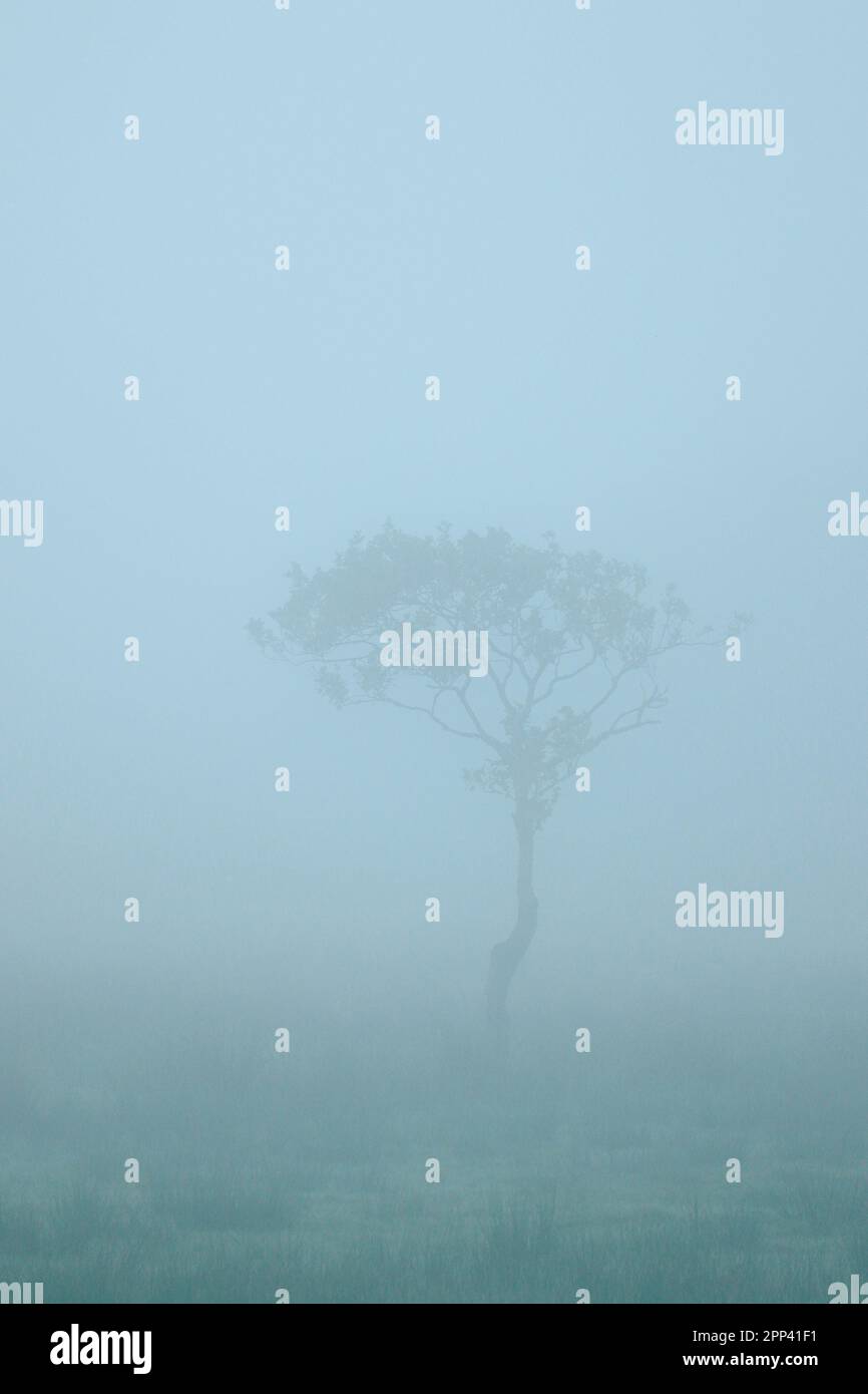 Fog images hi-res stock photography and images - Alamy