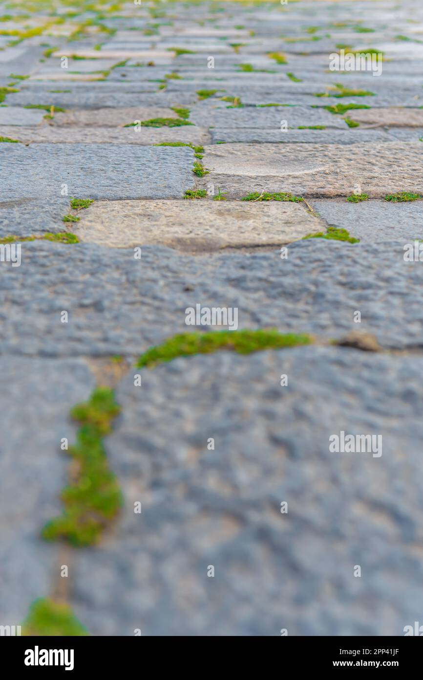 Grass growing in between the granite rock floor tiles in Chidambaram ...