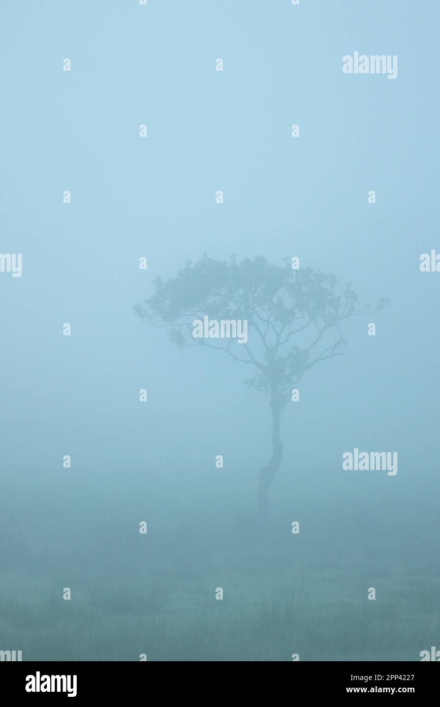 Minimalist tree photos hi-res stock photography and images - Alamy