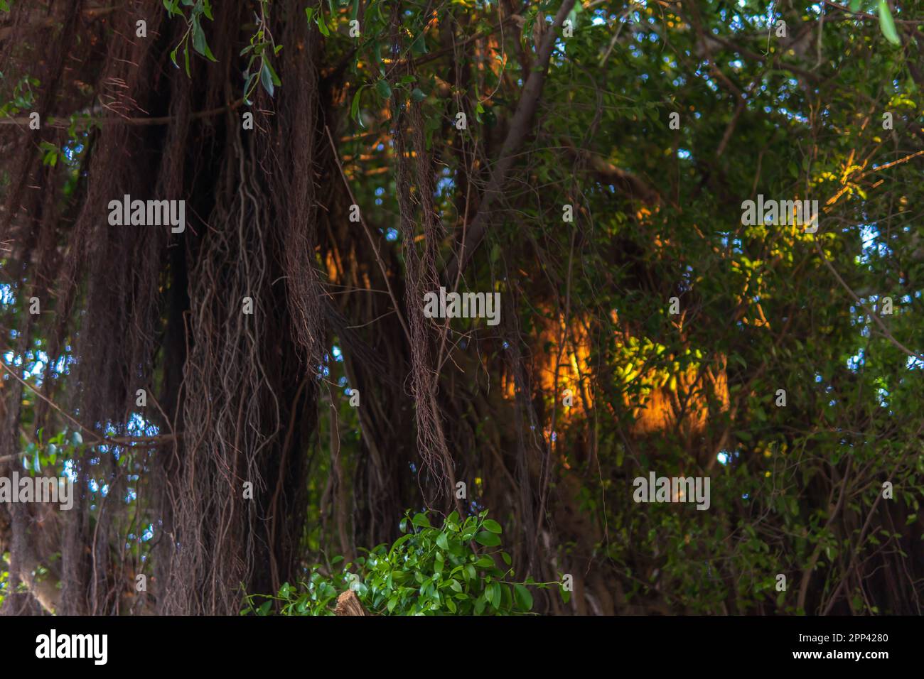 Golden hour roots of a banyan tree with green foliage and a blue sky in ...