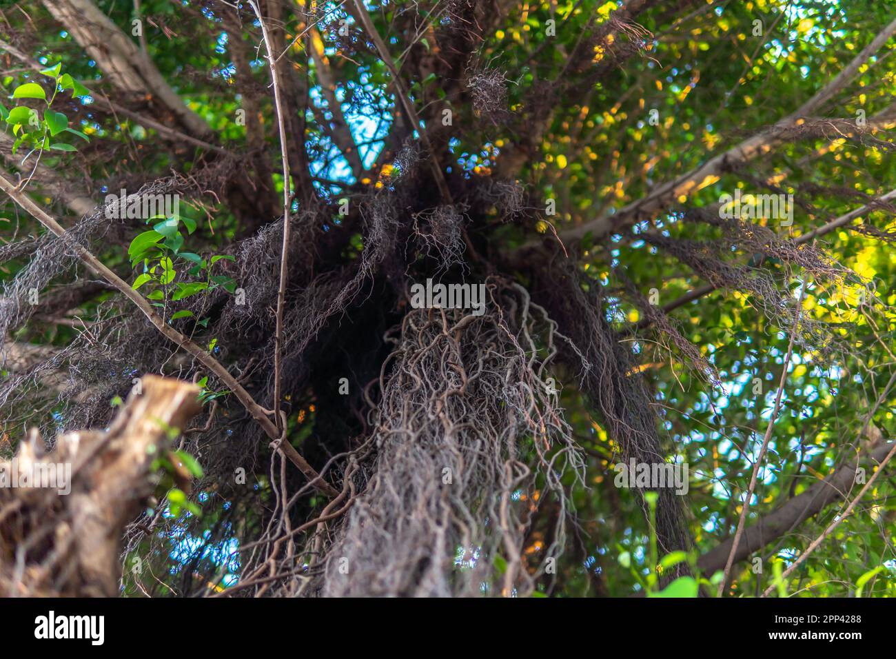 Golden hour roots of a banyan tree with green foliage and a blue sky in ...