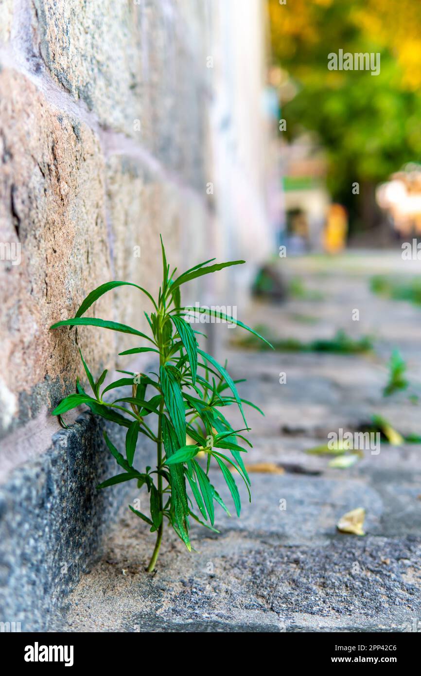 Plant growing from granite stone floor with no soil adjacent to a stone ...