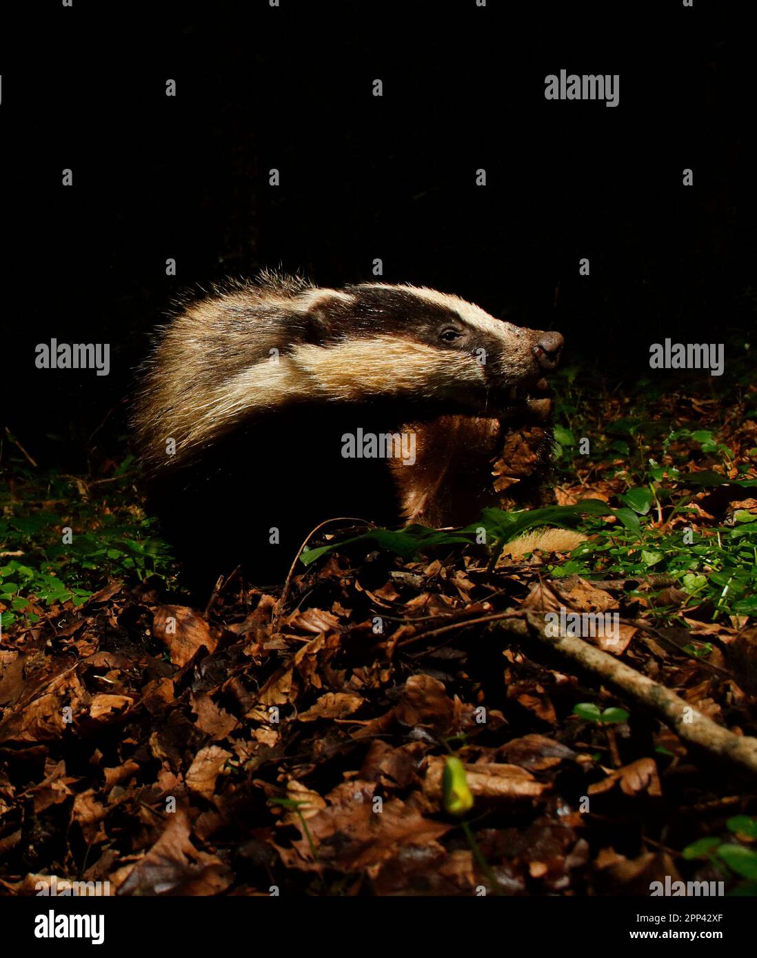 Badger in woodland Stock Photo - Alamy