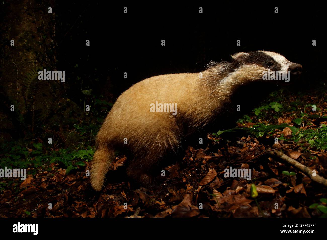 Badger in woodland Stock Photo - Alamy