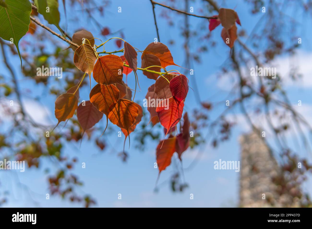 Young Peepal tree leaf light grown to orange in color with contrasting ...