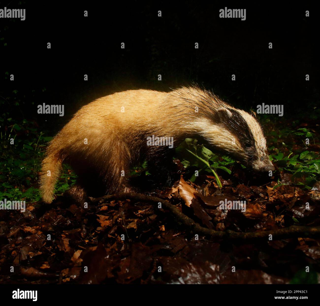 Badger foraging night black white hi-res stock photography and images ...
