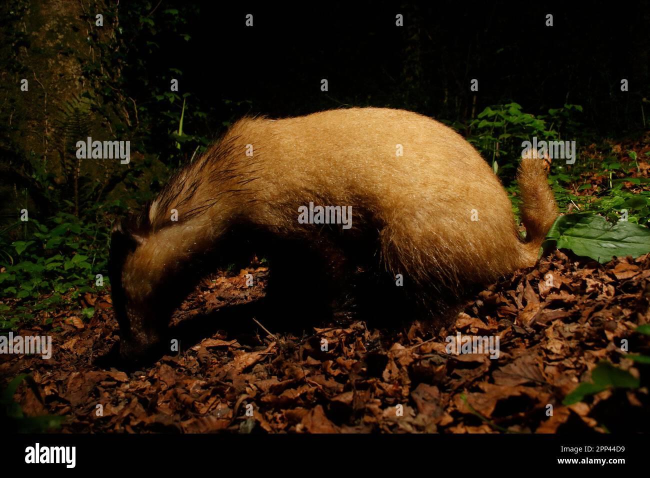 Badger in woodland Stock Photo - Alamy