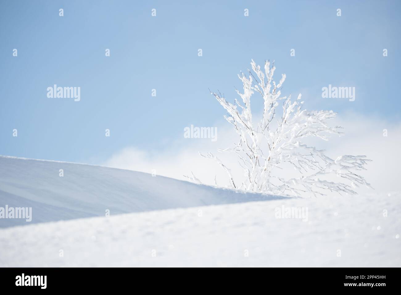 Tree behind fresh snow mounds Stock Photo - Alamy
