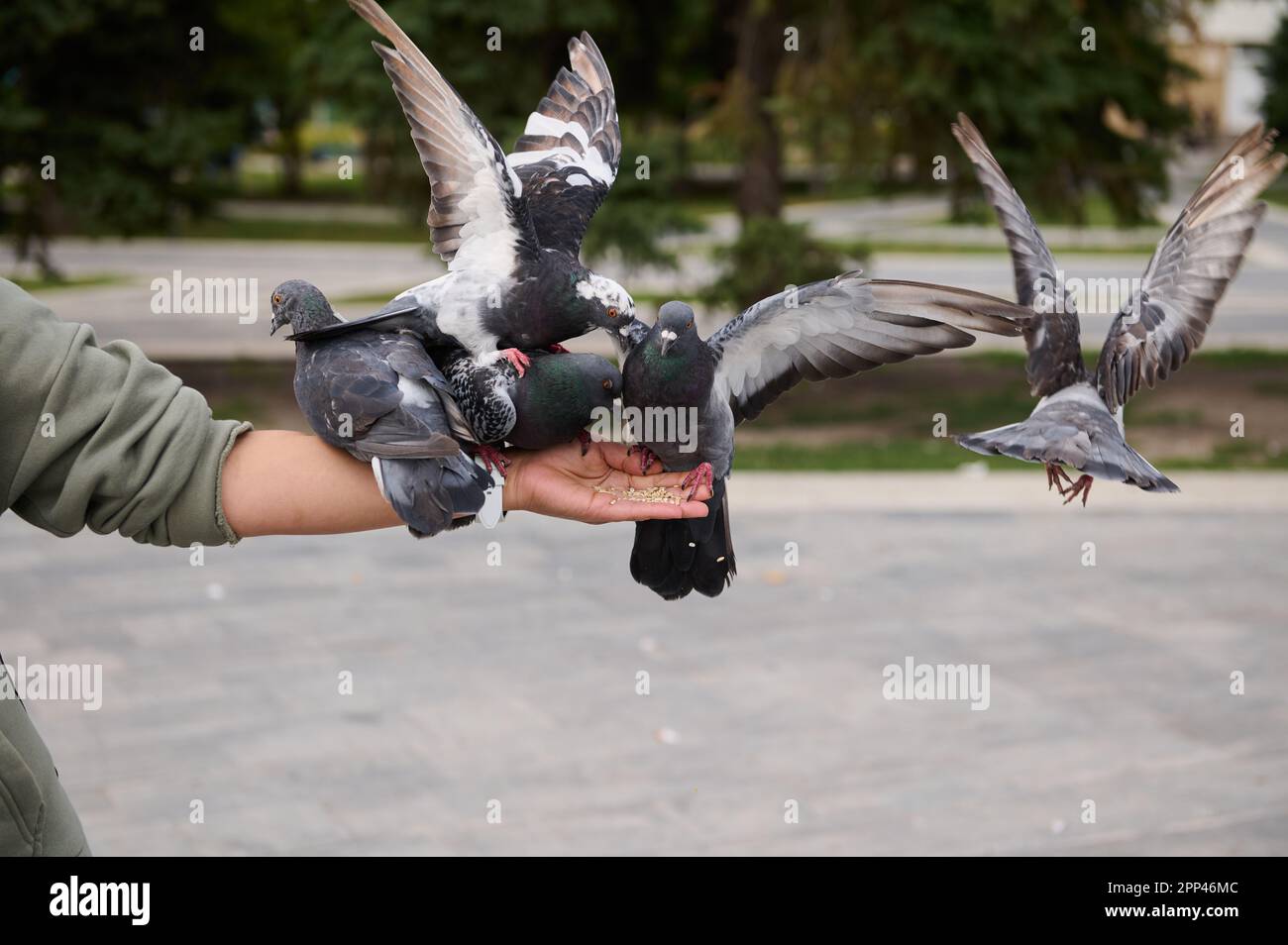 A flock of flying rock pigeons sitting on the hand and feeding with ...