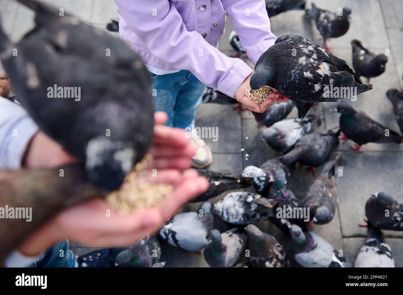Selective focus on a pigeon sitting on child's hands and feeding with ...