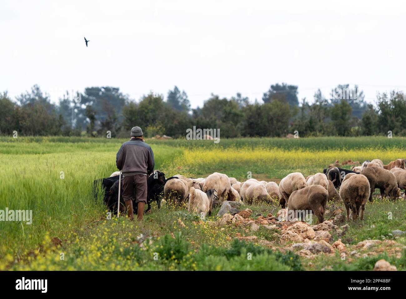 Old shepherd grazing his sheep in Turkey Stock Photo - Alamy