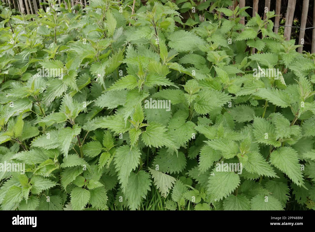 Sting burn hi-res stock photography and images - Alamy