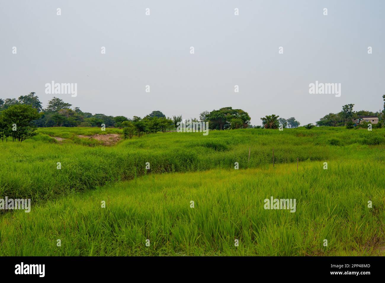 view of green rural landscape outdoor. rural landscape nature. photo of ...