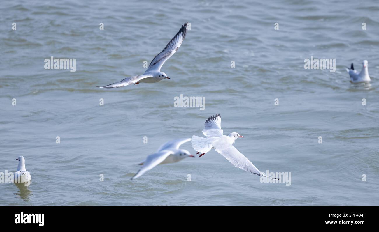 Sea gull flying over river ganges in varanasi Stock Photo - Alamy