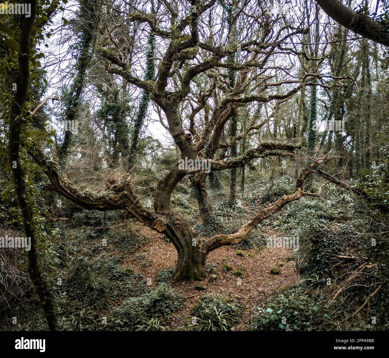 Spooky forest background with stunted, moss-covered trees and rocks ...