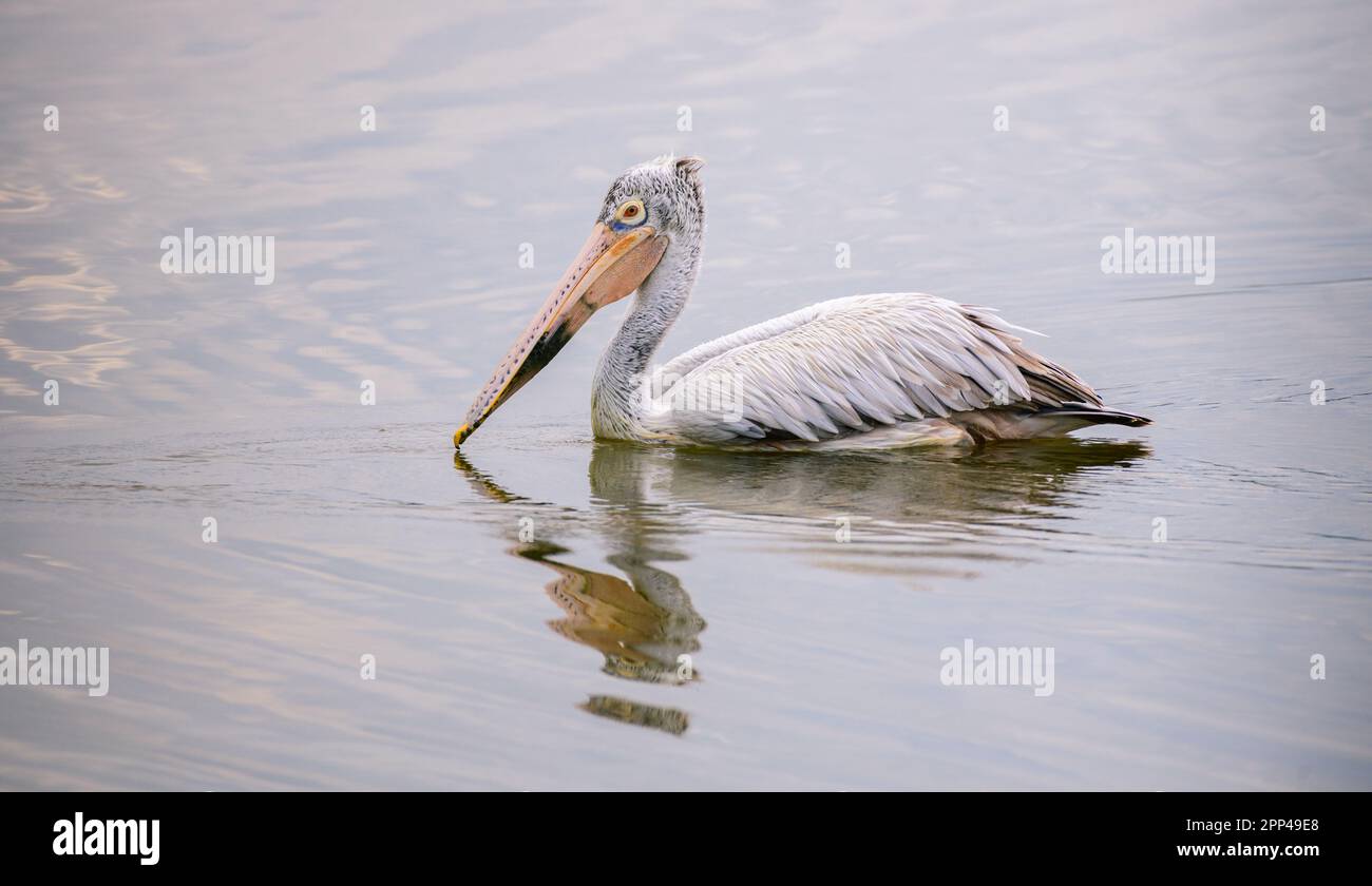 Beautiful Spot-billed Pelican swimming in the lagoon closeup photograph ...