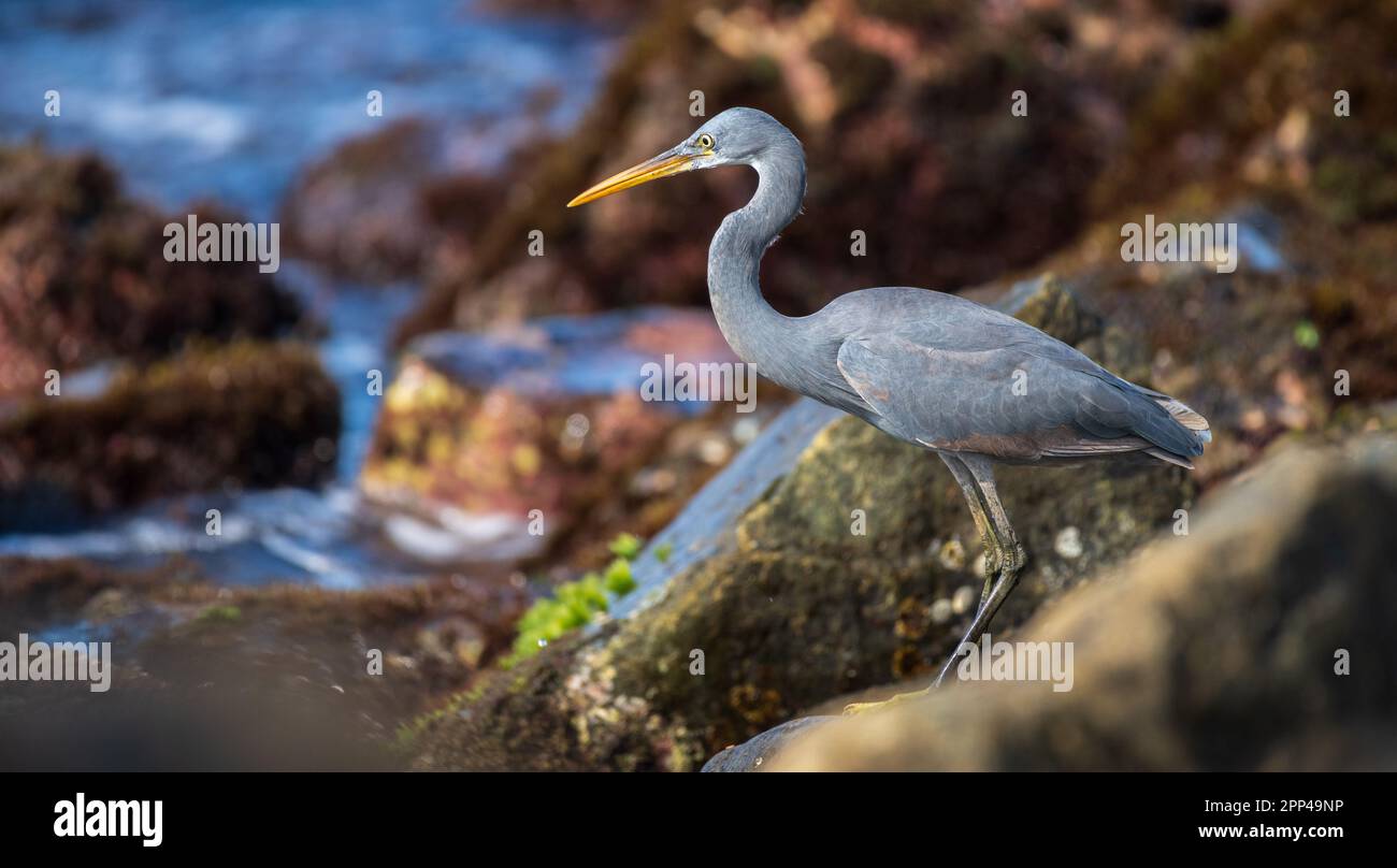 Western Reef Heron close-up portraiture photographs. stands still in ...
