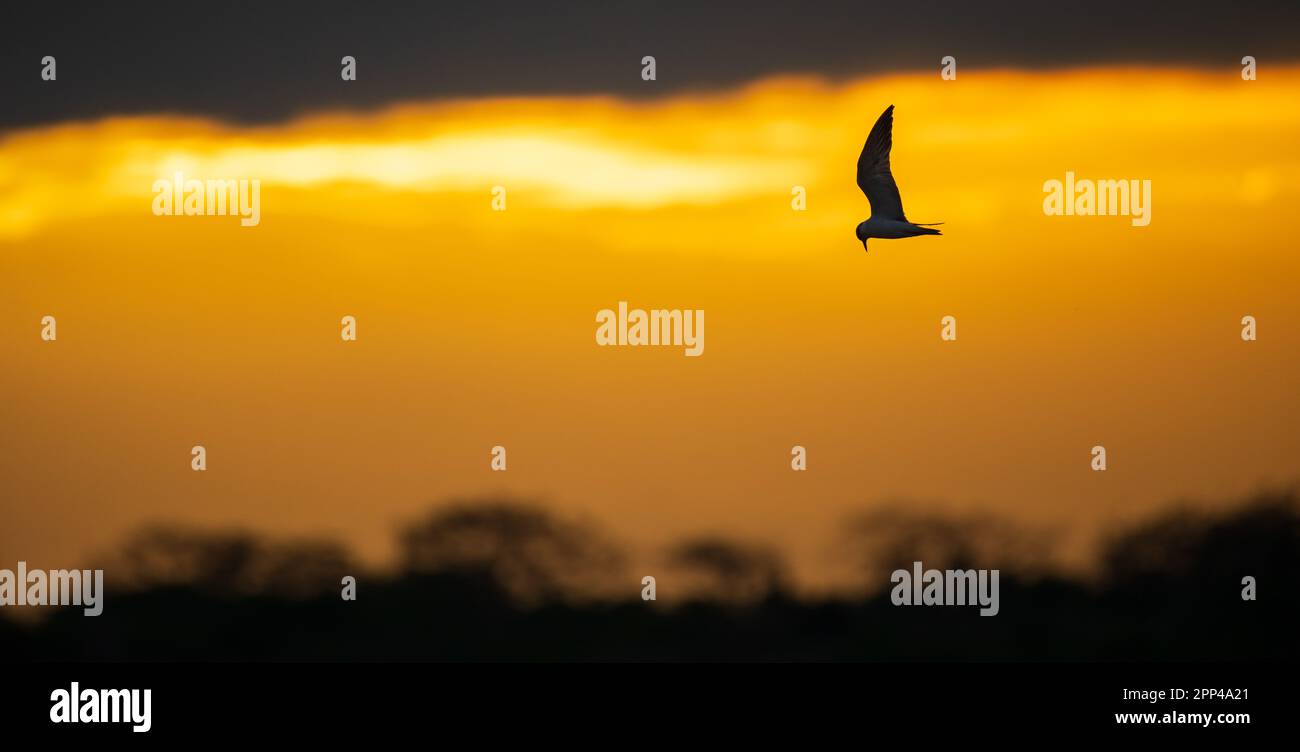 Tern bird in flight silhouette photograph against orange dramatic ...