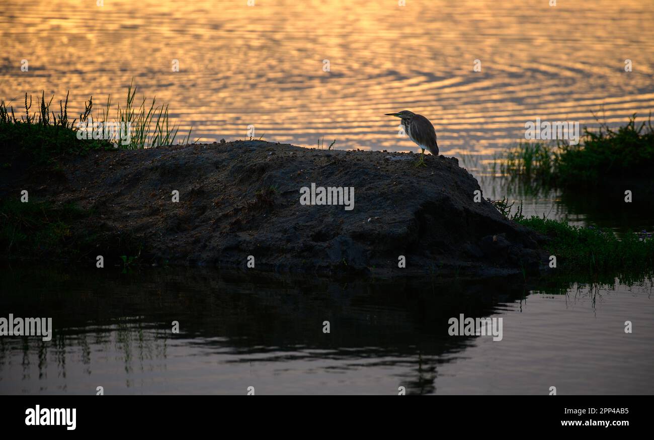 Indian pond heron standing alone near the lagoon in Bundala national ...