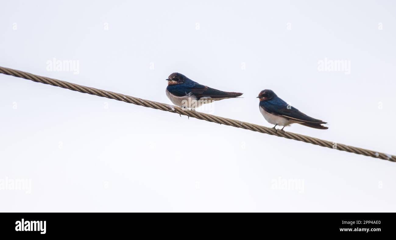 Pair of Barn Swallow birds resting on a wire Stock Photo - Alamy