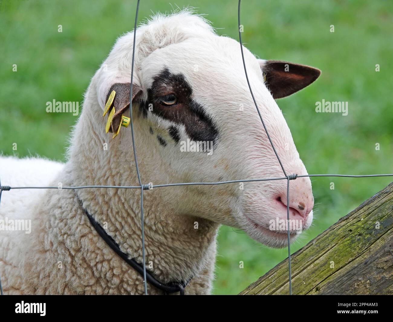 Portrait of a sheep behind a fence. The breed of this sheep with black ...