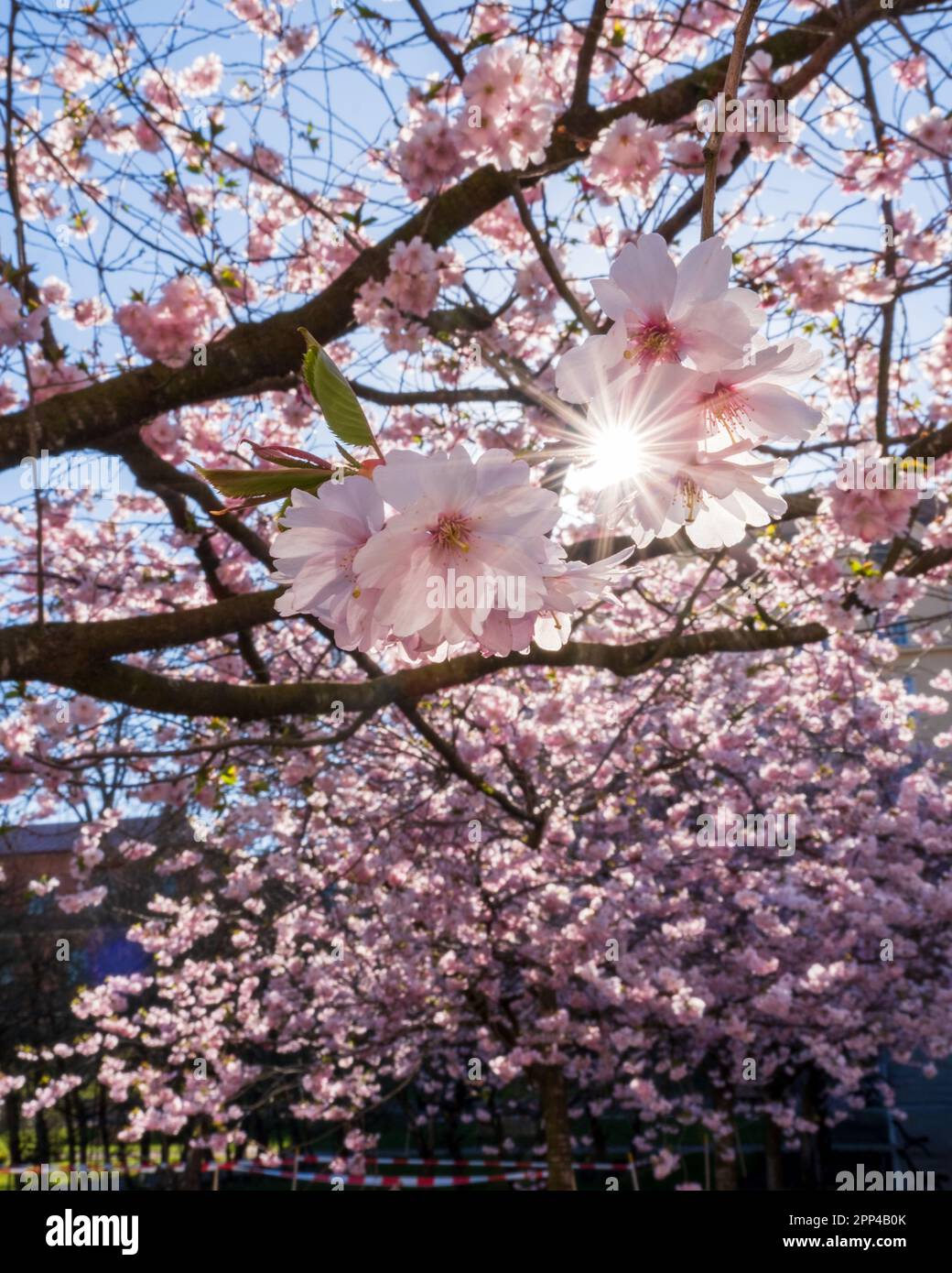 Backlit cherryblossom in gothenburg sweden, Unusual to find cherry ...