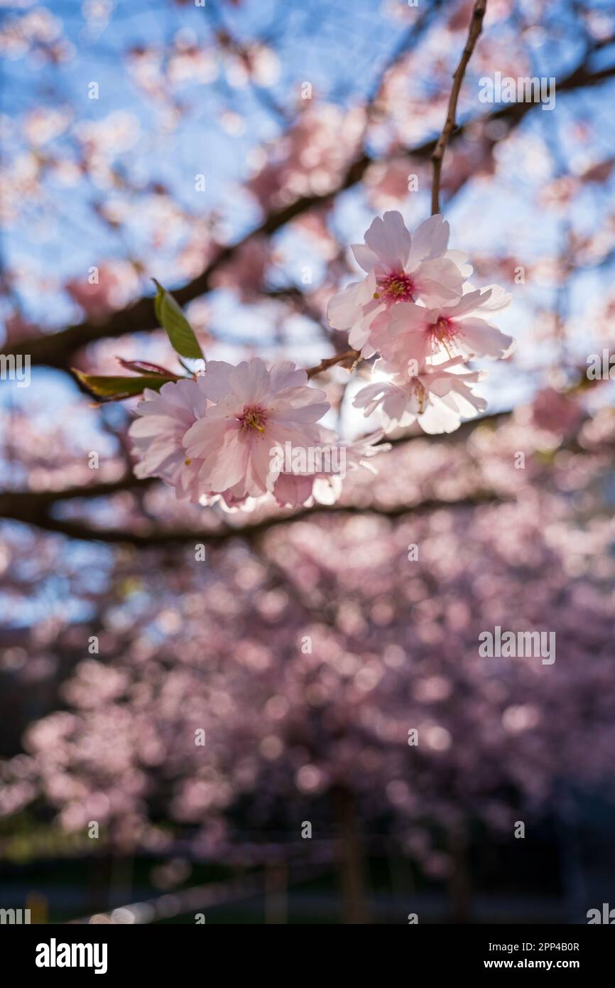 Backlit cherryblossom in gothenburg sweden, Unusual to find cherry ...