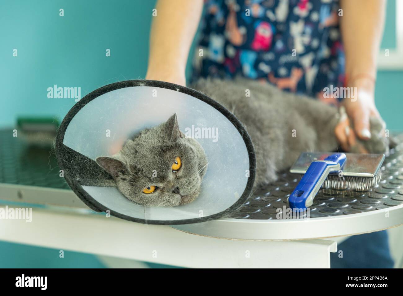 An agitated cat wearing an e-collar is held tightly by a groomer to ...