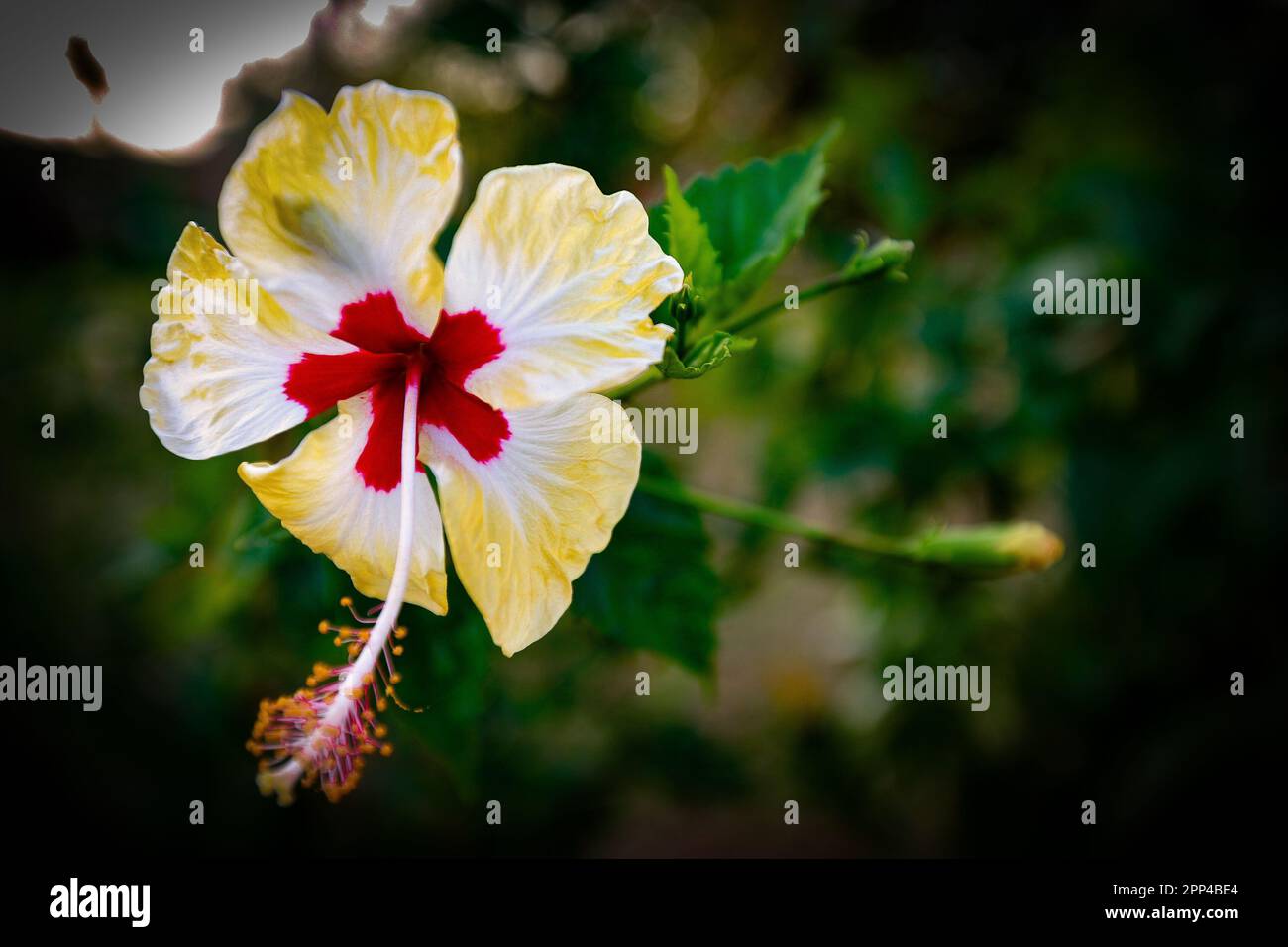 Hibiscus flower with multi color petals Stock Photo - Alamy