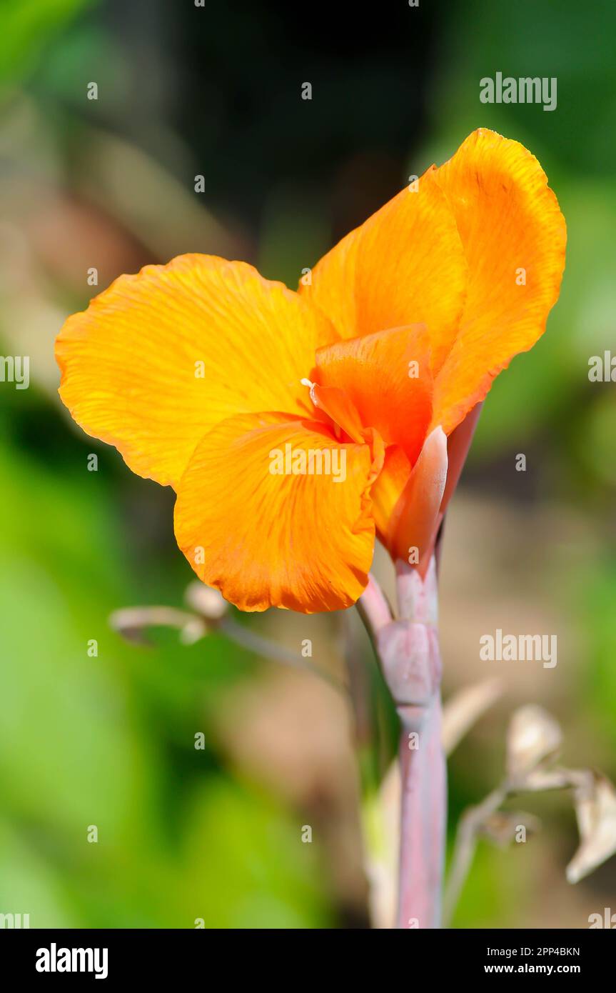Indian shot, India short plant or India shoot or Butsarana or Cannas or ...