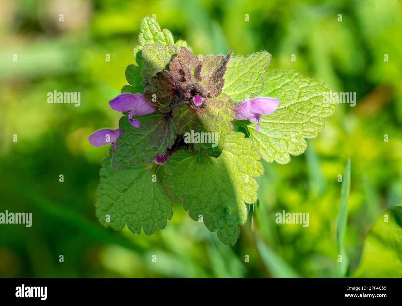 Lamium maculatum insect hi-res stock photography and images - Alamy