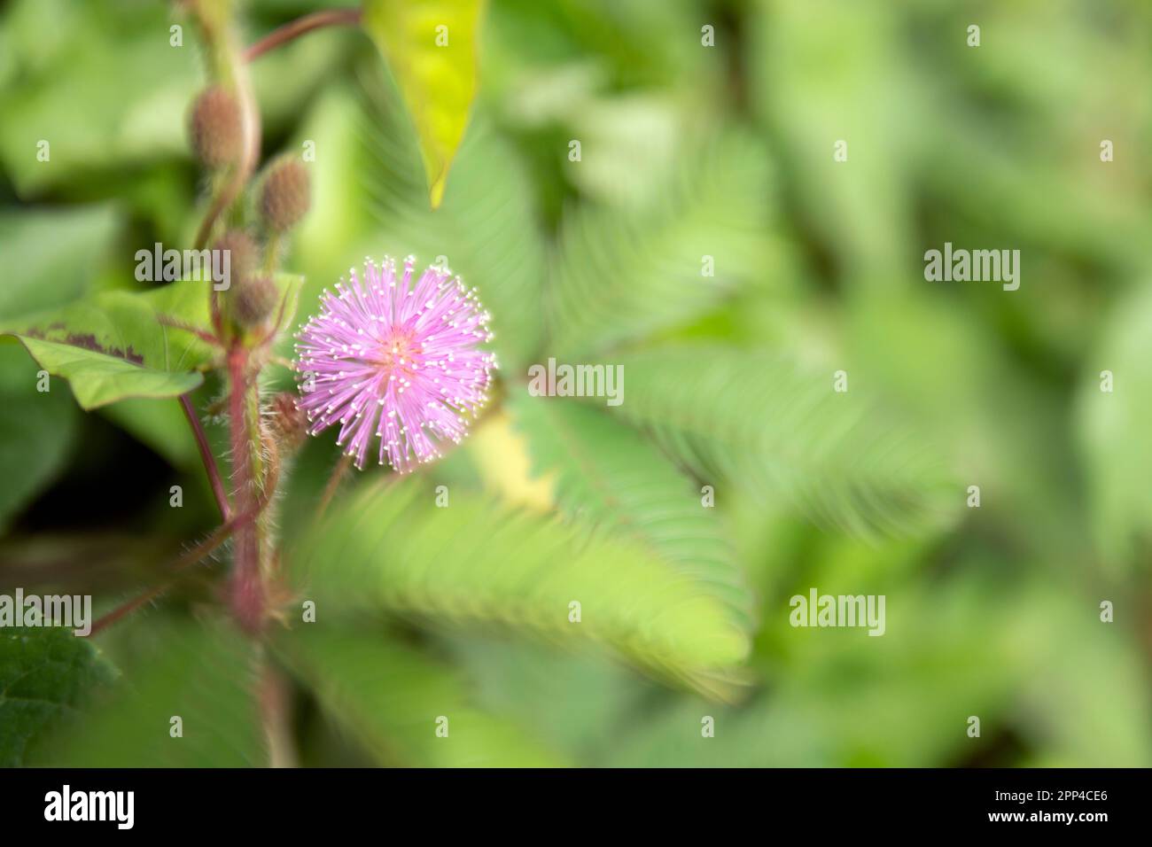 Annual pla hi-res stock photography and images - Alamy