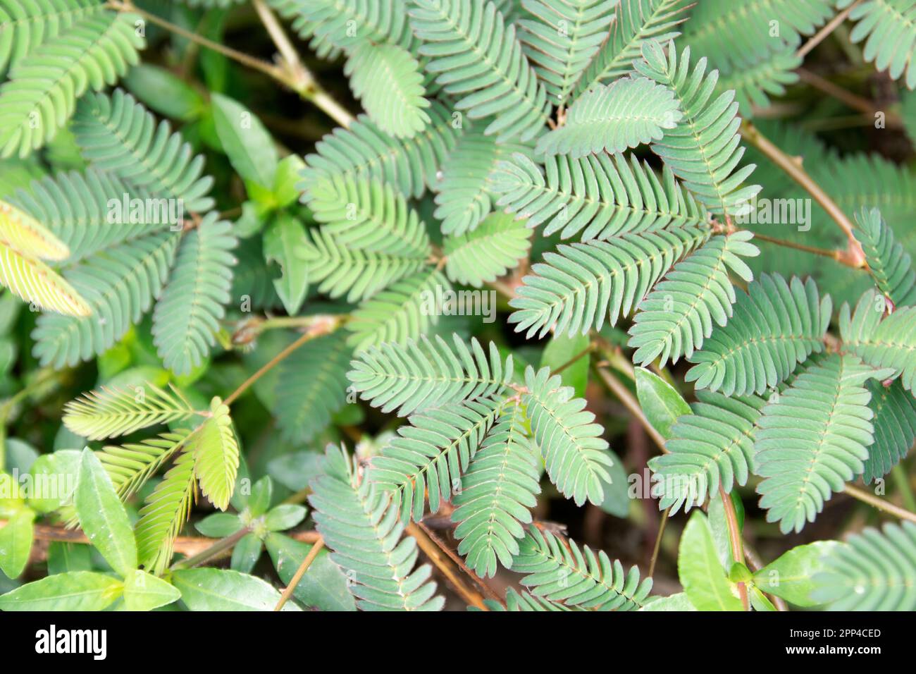lojjaboti or Touch me not plant or Mimosa pudica is a creeping annual ...
