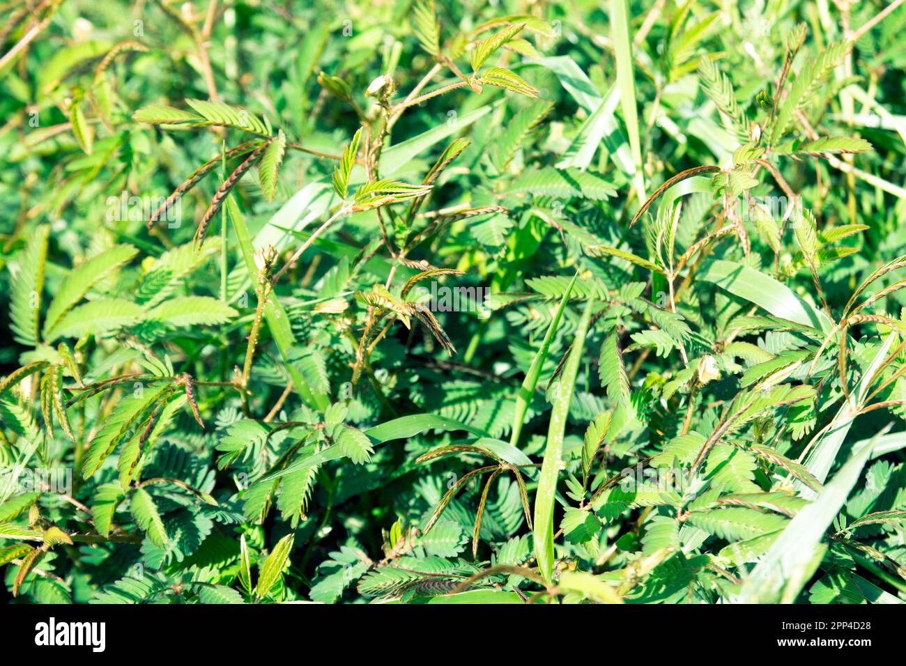 lojjaboti or Touch me not plant or Mimosa pudica is a creeping annual ...